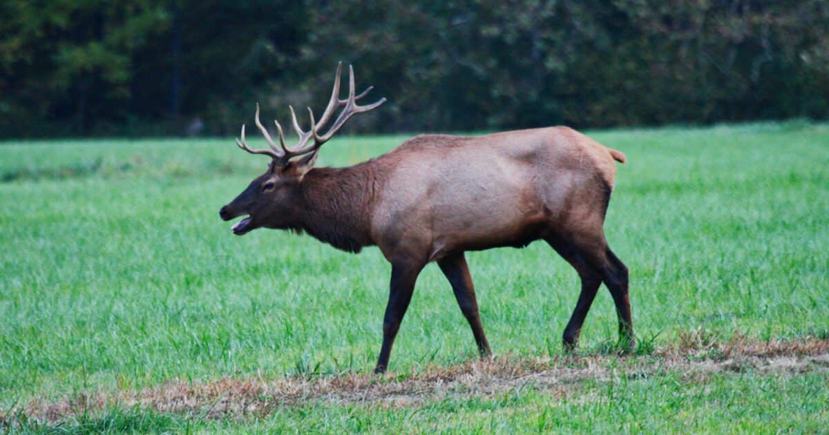 Elk breeding farm located in a majestic site - Au Chalet en Bois Rond